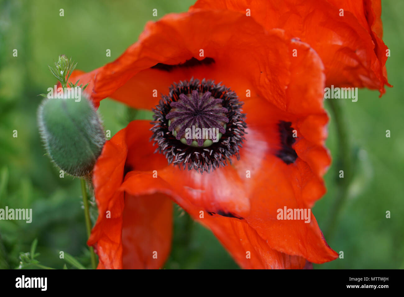 Beauty of Livermere Poppy Close-up Stock Photo - Alamy