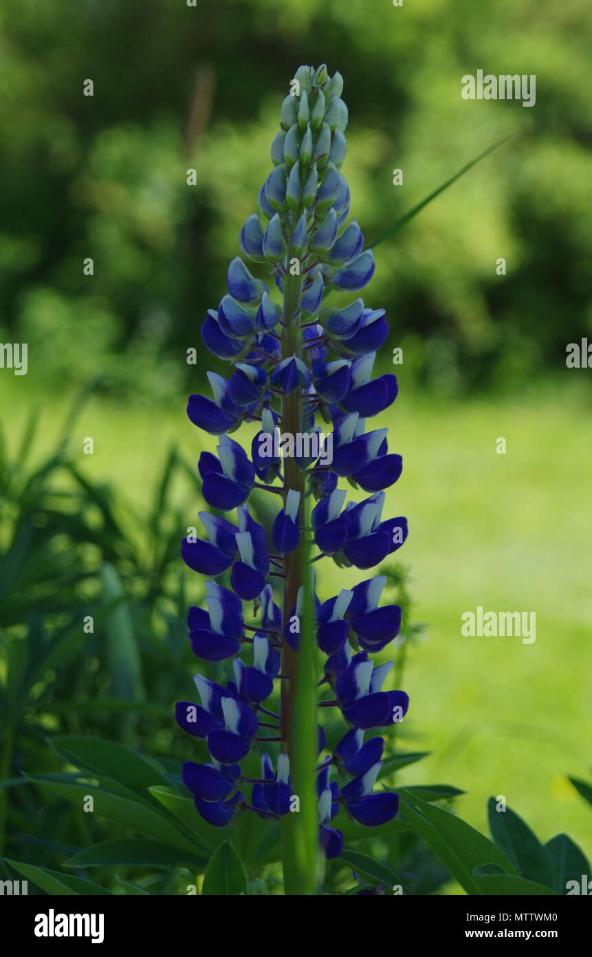 Beautiful blue flower in hi-res stock photography and images - Alamy