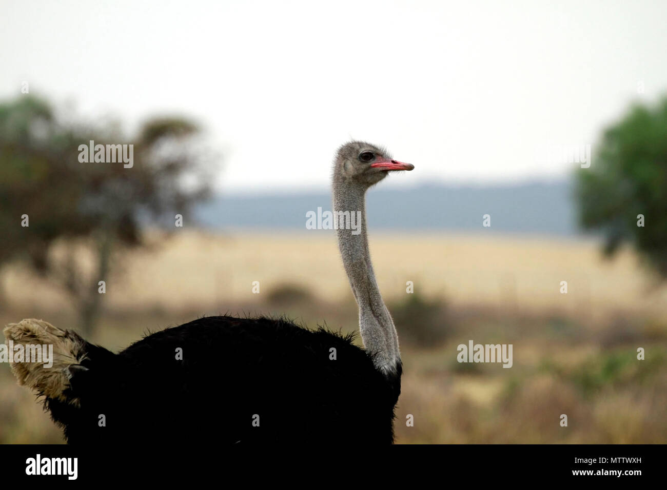 A male ostrich or common ostrich (Struthio camelus) on a farm in the ...