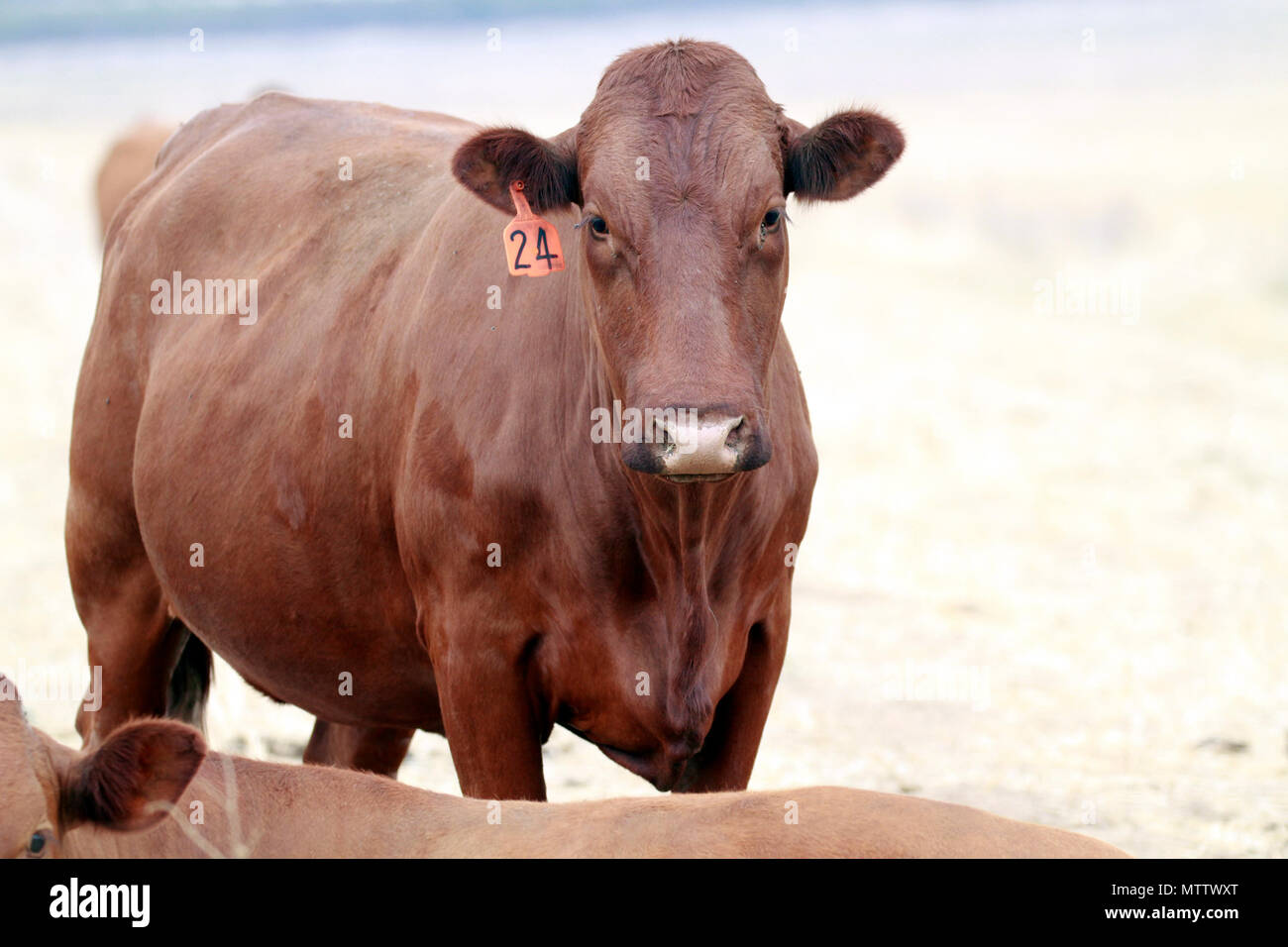 Cattle on Boland farm , Western Province , South Africa Stock Photo - Alamy