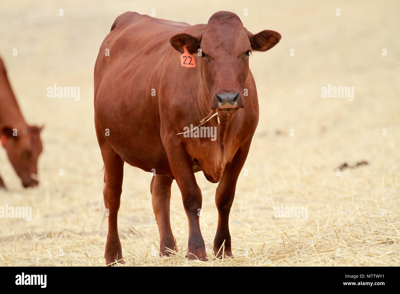 Cattle on Boland farm , Western Province , South Africa Stock Photo - Alamy