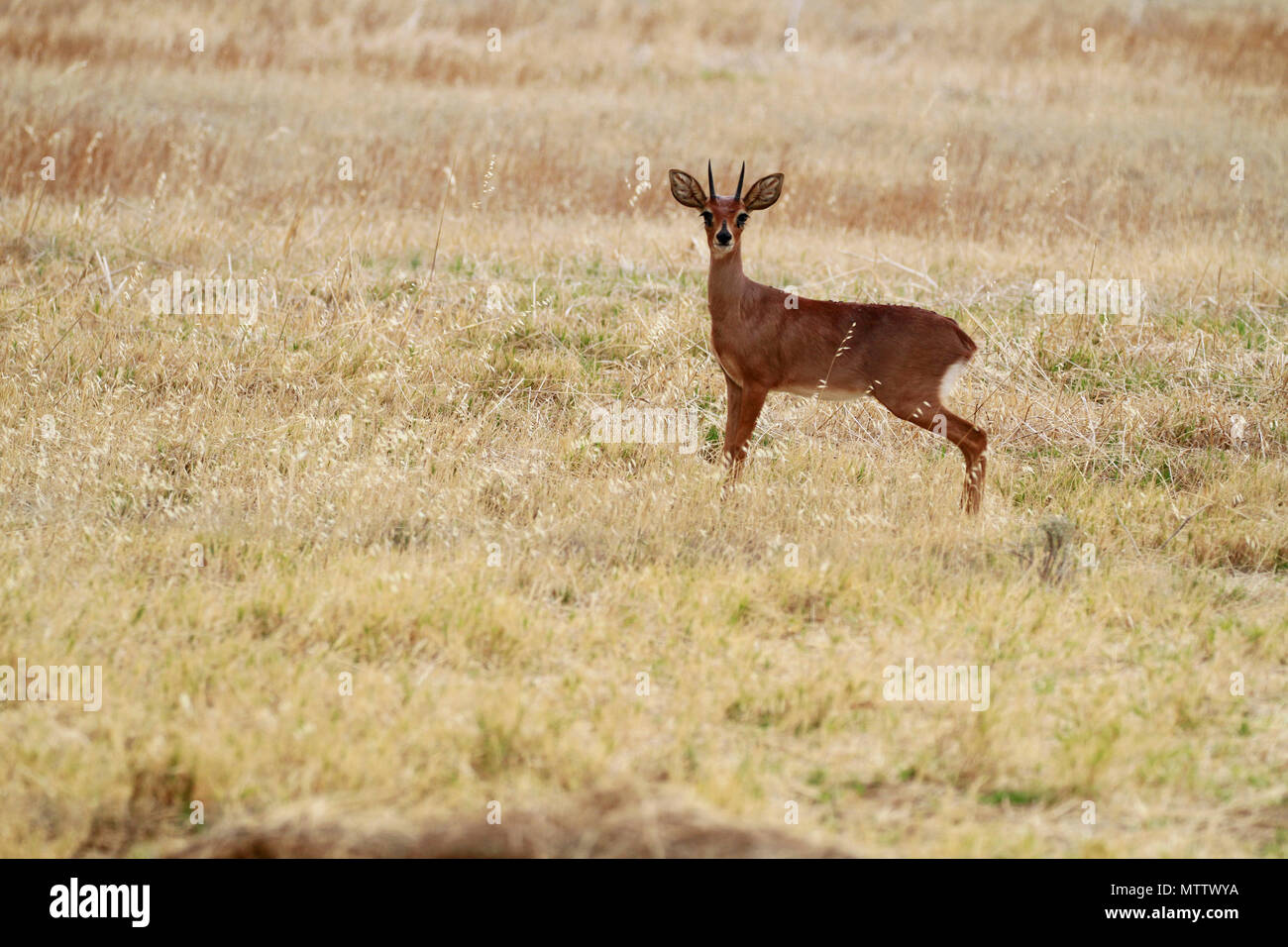 A male Cape or Southern Grysbok (Raphicerus melanotis) with flies on it ...