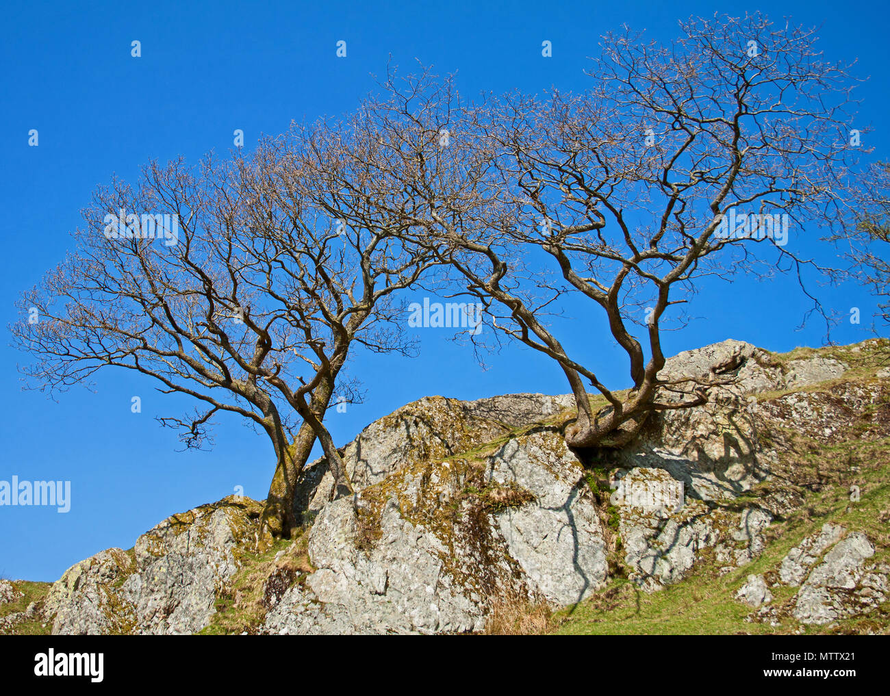Trees growing from limestone pavement at Little Langdale, Lake District ...