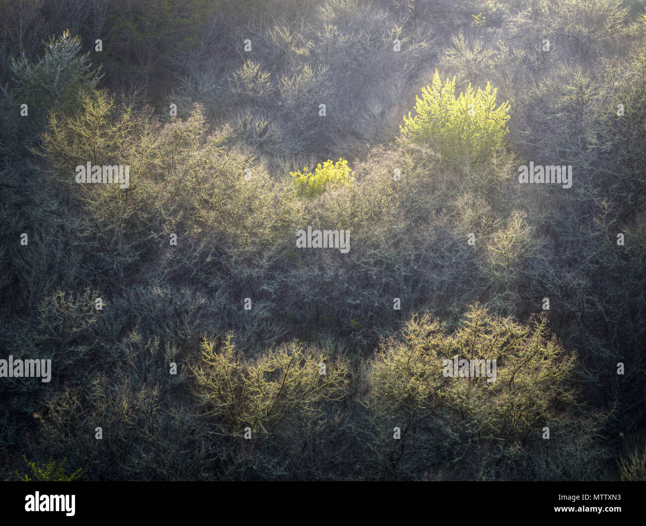 the winter lichen in the branches of the oaks shines under the first ...