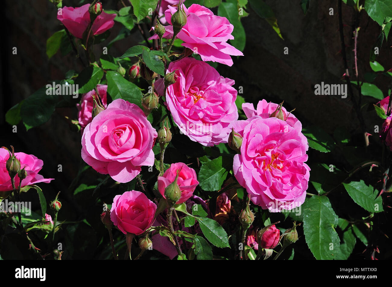 rose shrub in sunshine with dark green leaves and pink filled blossoms ...