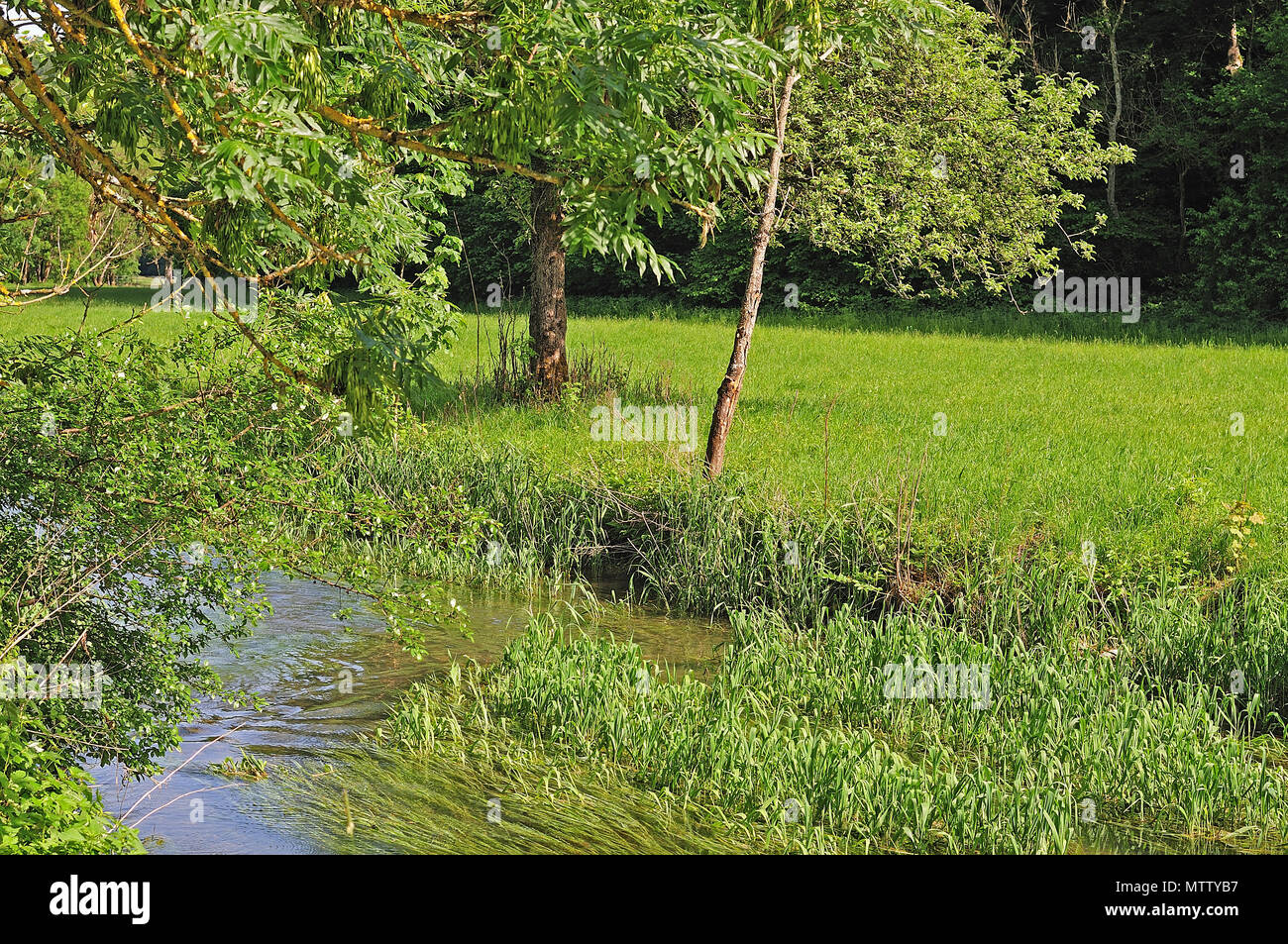 ash tree and willow trees at banks of a creek Stock Photo - Alamy