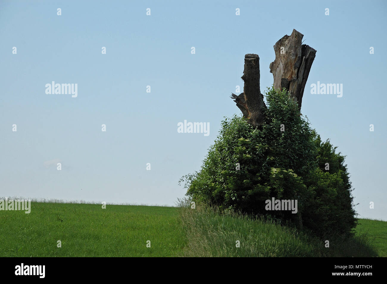 landscape with dead tree trunk surrounded by flowering elder bush Stock ...