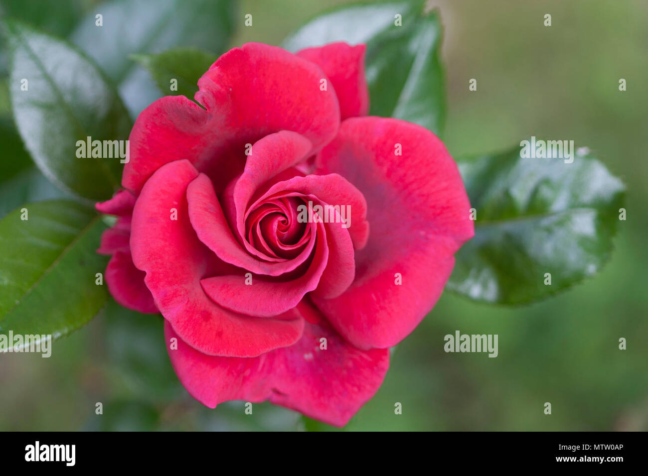 Layered rose hi-res stock photography and images - Alamy
