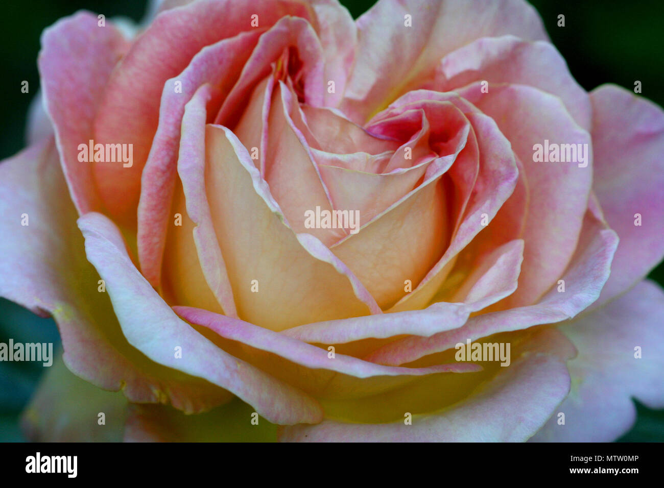 Real rose flower hi-res stock photography and images - Alamy