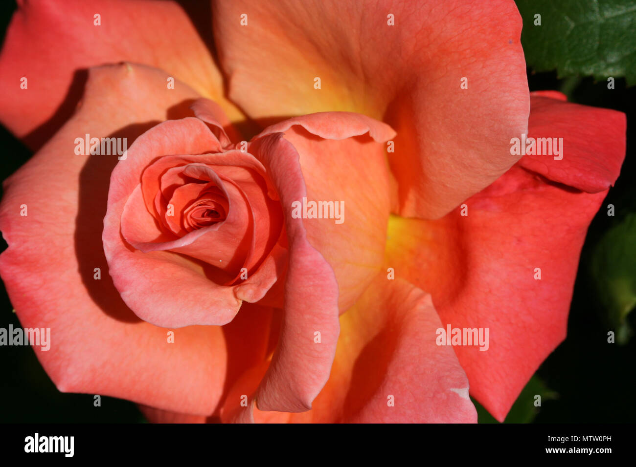 pretty orange and pink rose flower head Stock Photo - Alamy