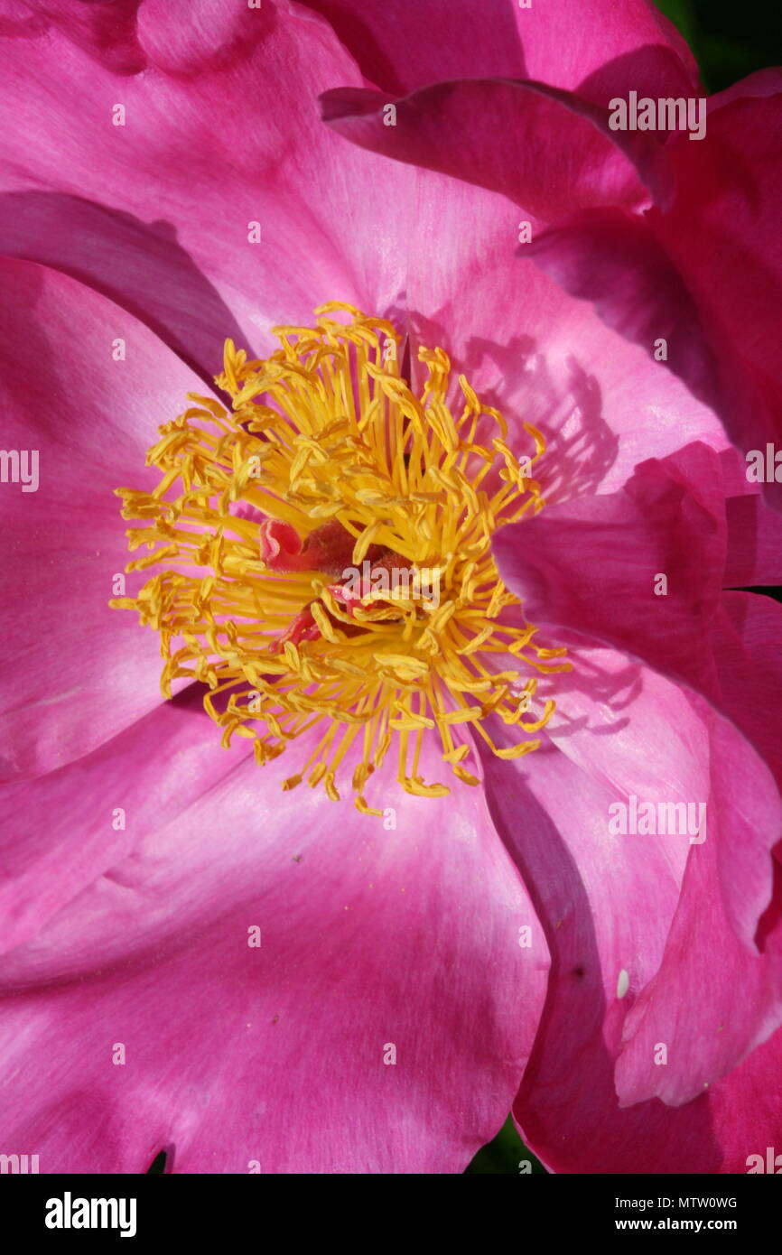 pink peony flower head Stock Photo - Alamy