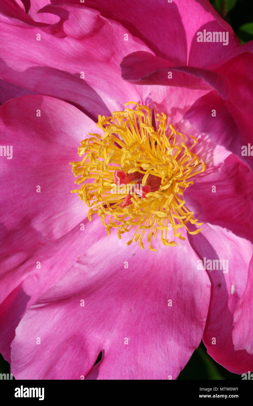 pink peony flower head Stock Photo - Alamy