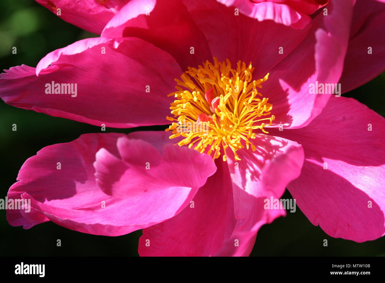 Pink peony head hi-res stock photography and images - Alamy