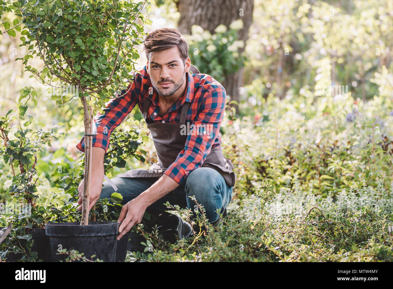 young gardener in apron planting tree while working in garden Stock ...