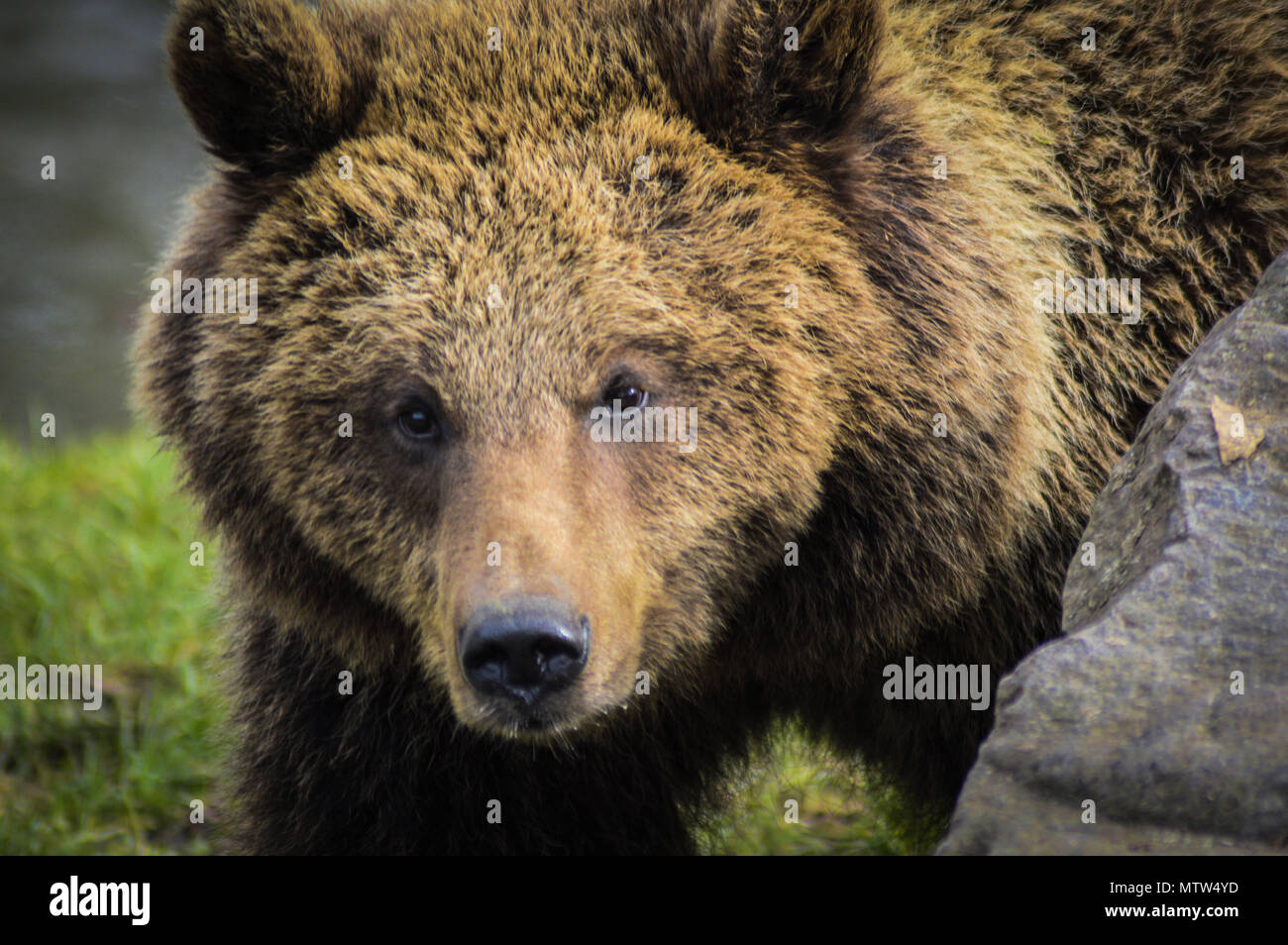Brown Bear appearing from behind a rock Stock Photo - Alamy