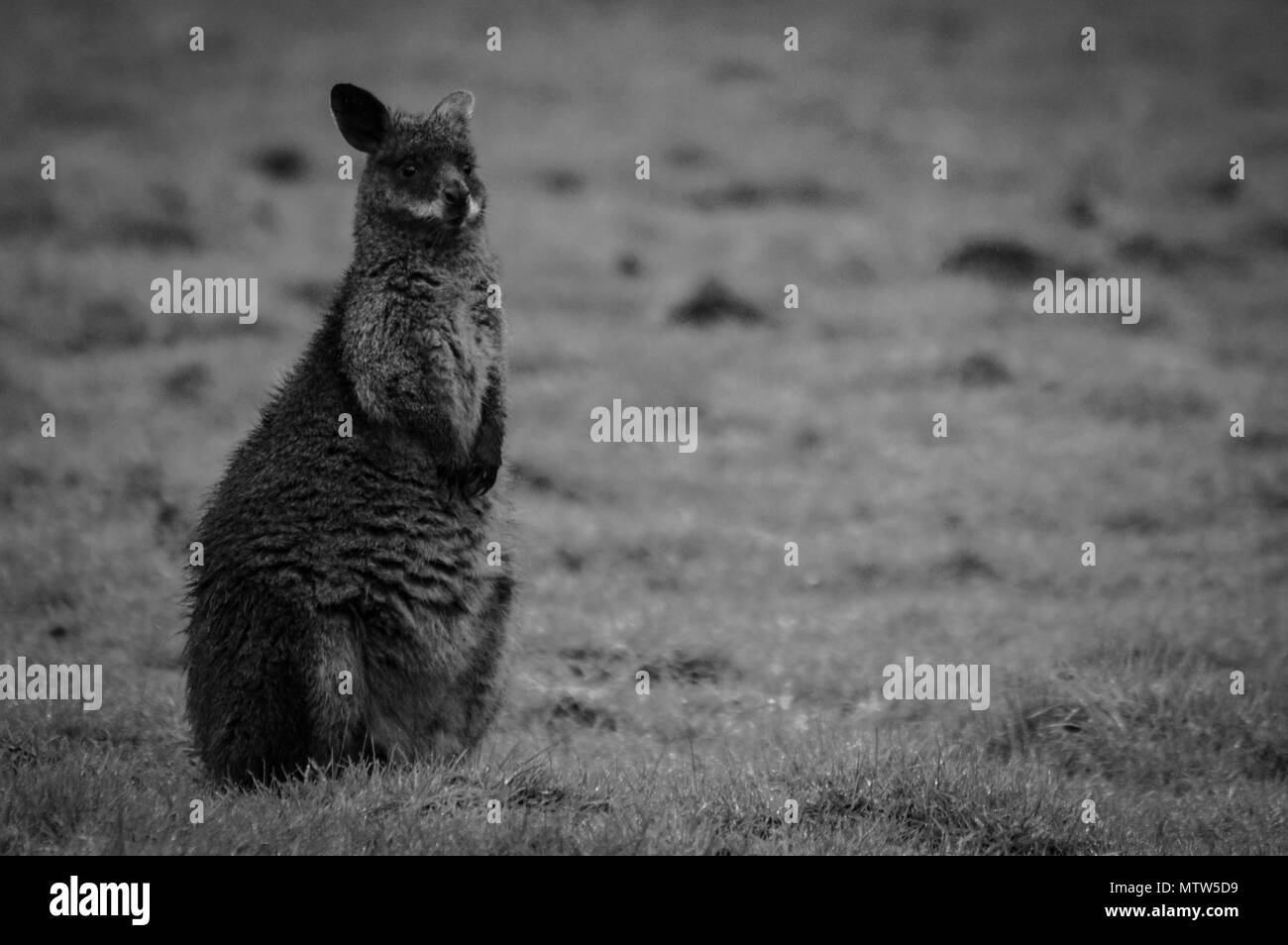 Wallaby in the open standing tall on alert Stock Photo - Alamy