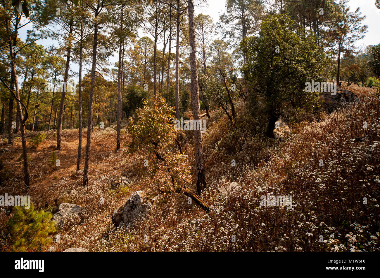 Valley where Jim Corbett shot the Chowgarh maneating tigress, Kala Agar ...