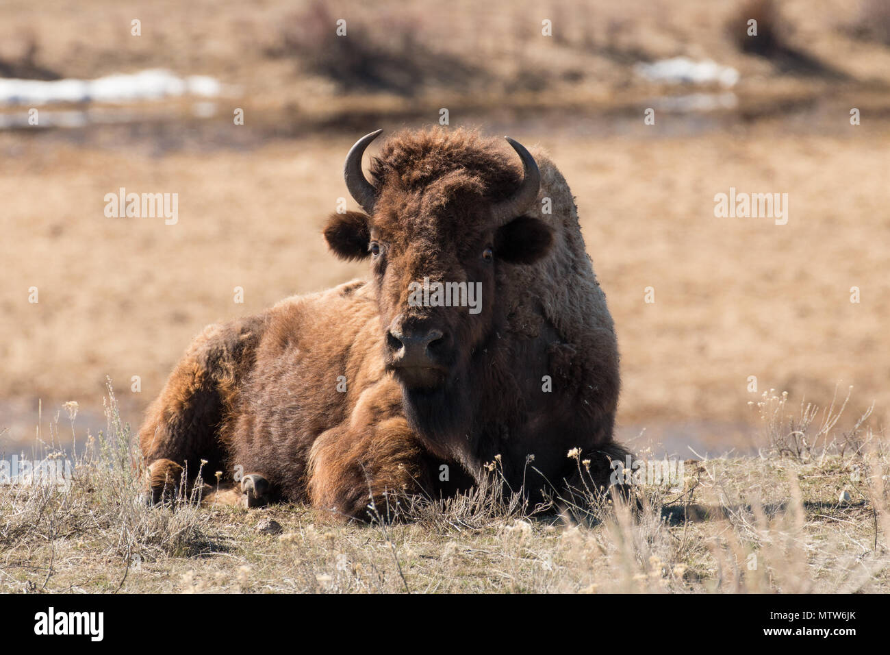 Female bison hi-res stock photography and images - Alamy