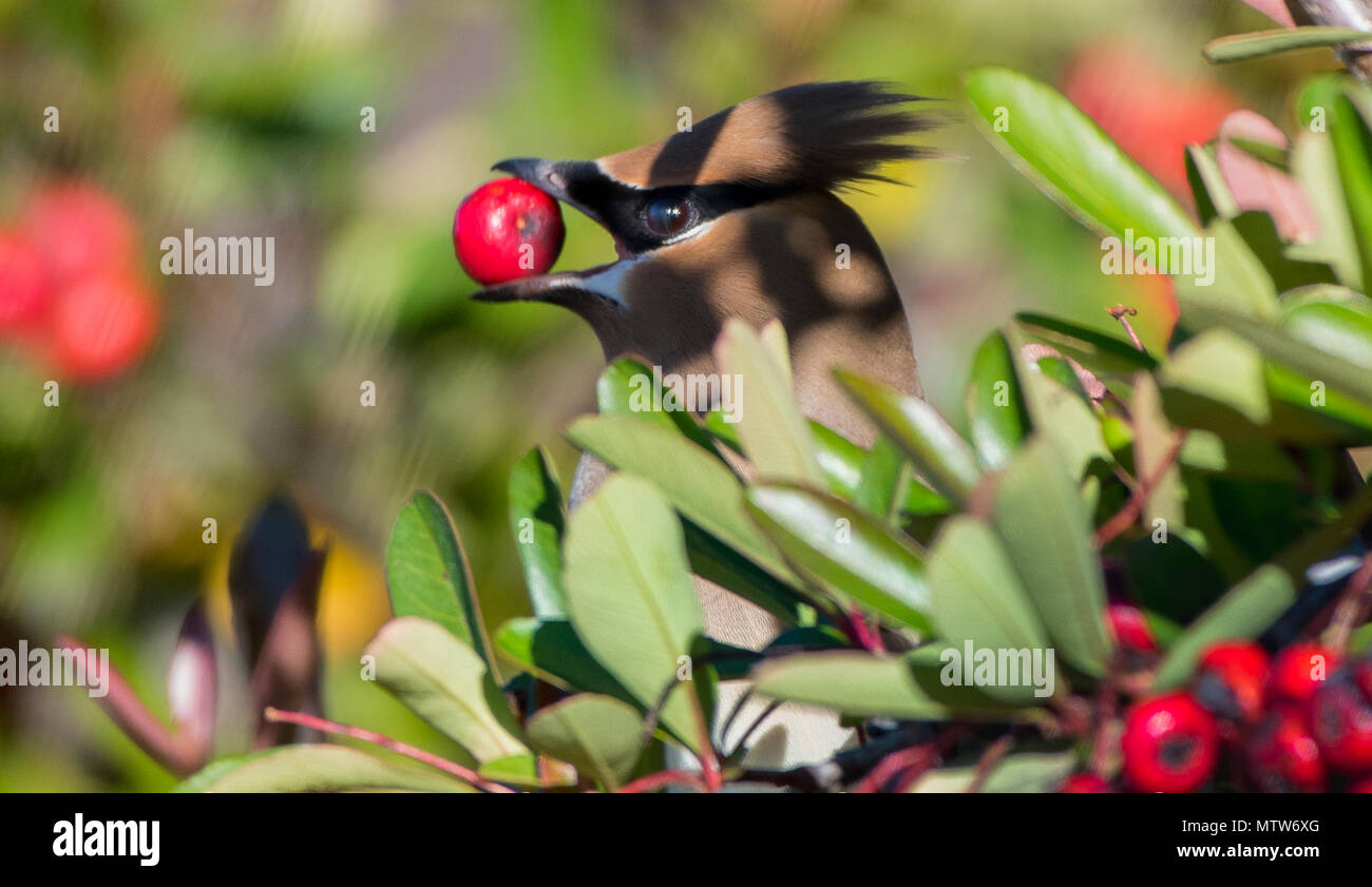 Cedar waxwings in berries hi-res stock photography and images - Alamy