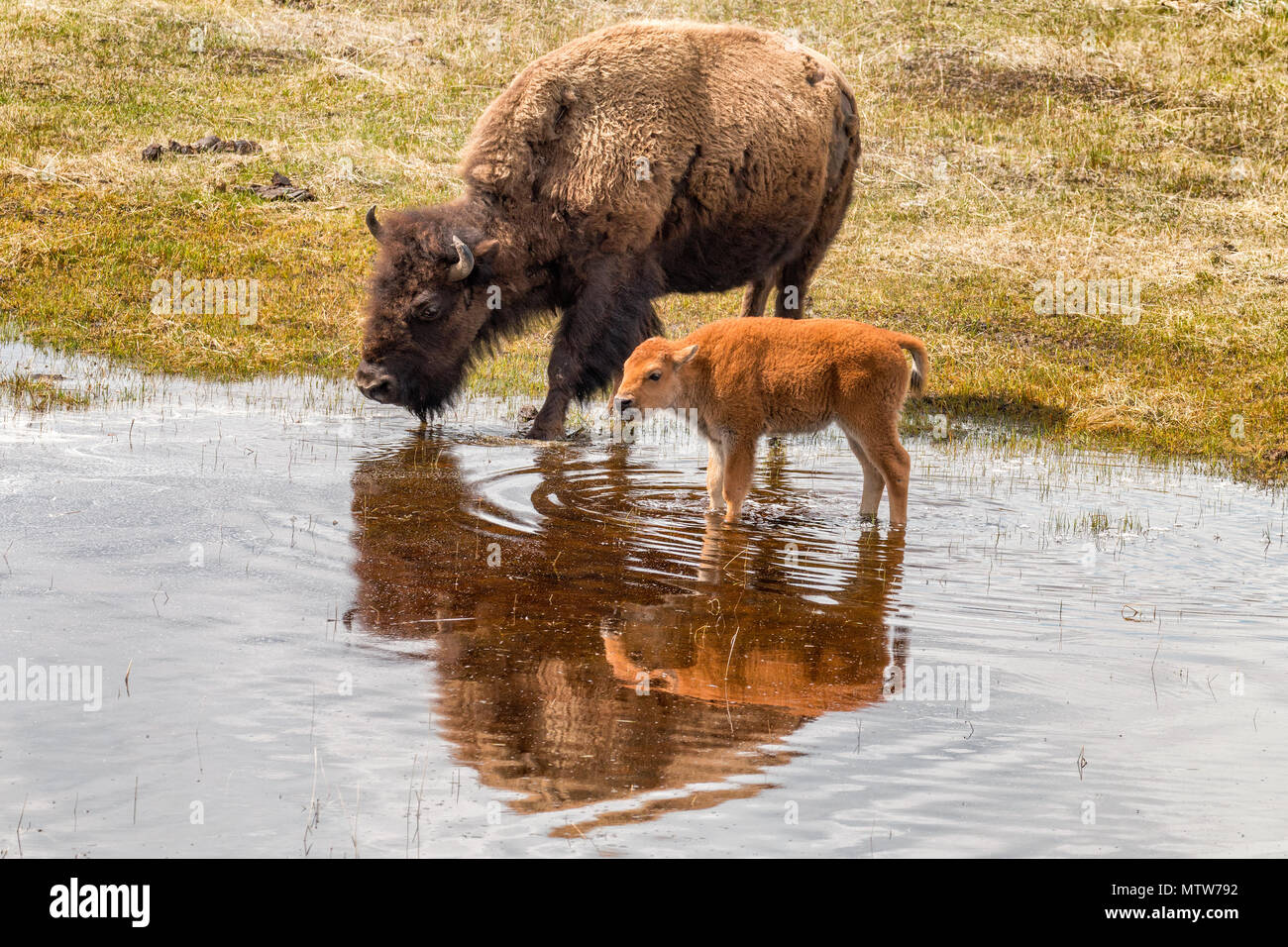 Mother and baby bison getting a drink at a kettle pond in Yellowstone ...