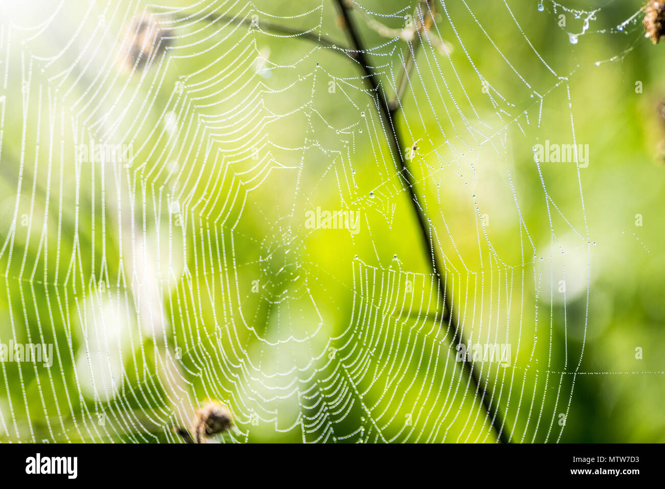 Insect trap spiders web hi-res stock photography and images - Alamy