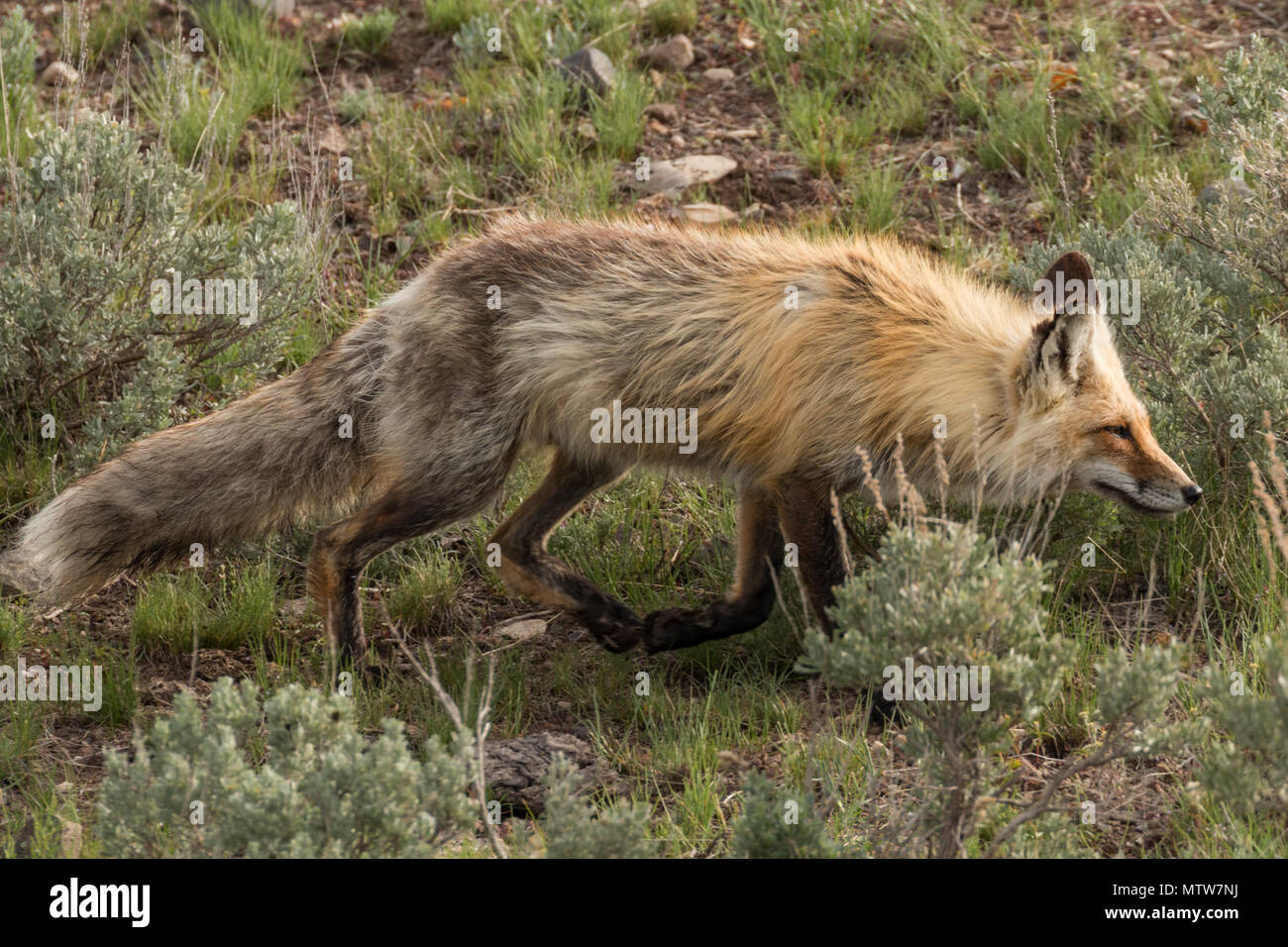 Yellowstone fox hi-res stock photography and images - Alamy