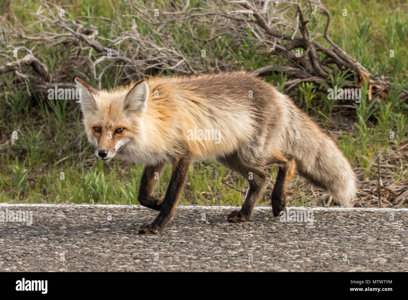 Roadside red fox in Yellowstone National Park Stock Photo - Alamy