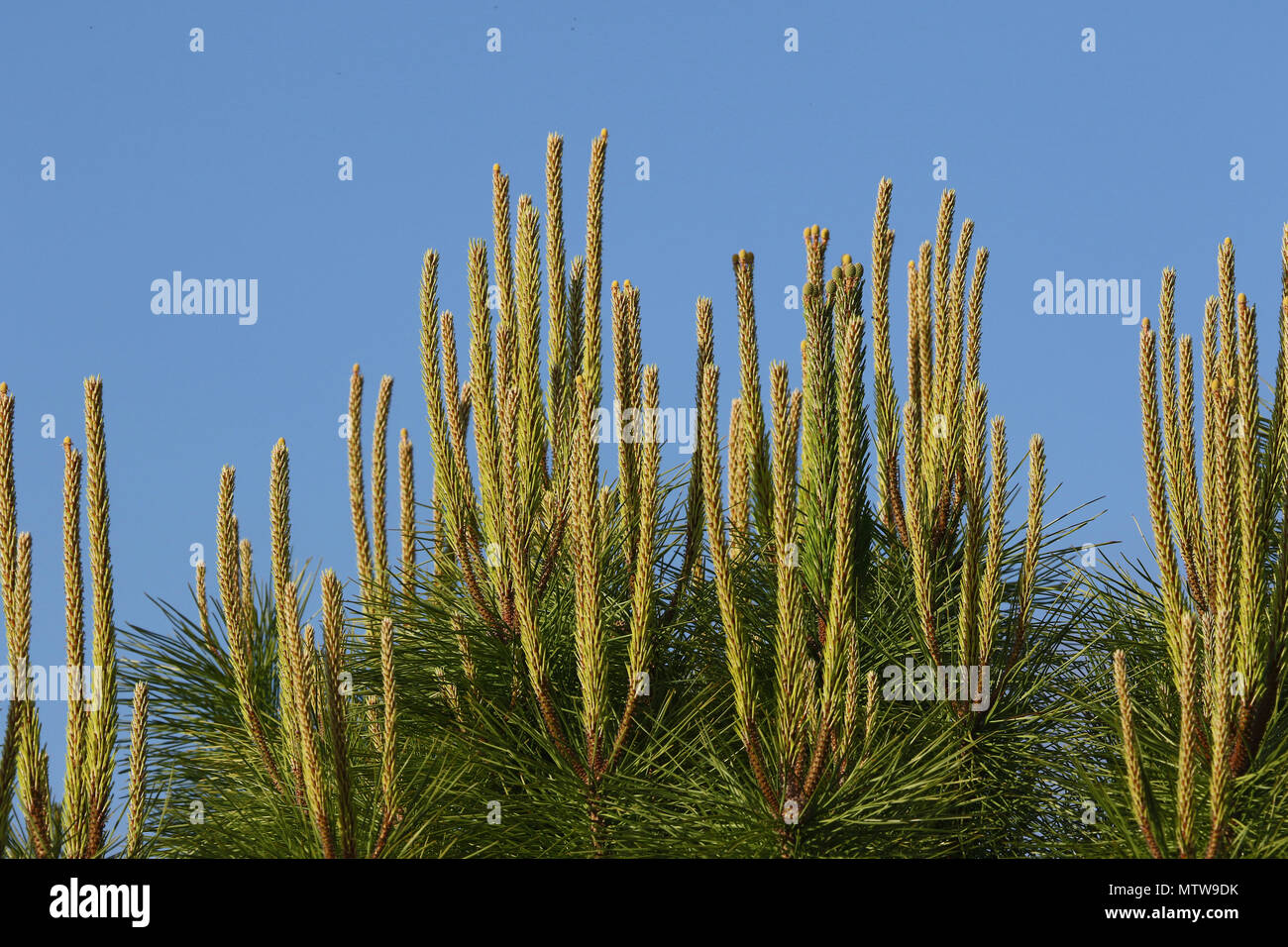 Mediterranean pine tree shoots Latin pinus pinea also called umbrella ...