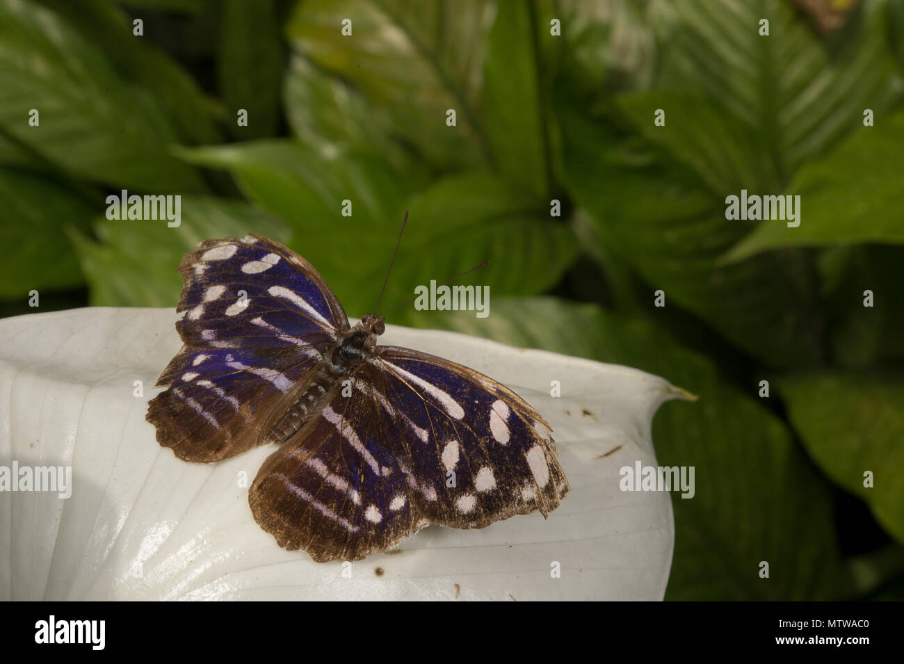 Tropical Blue Wave, Myscelia cyaniris, Nymphalidae, Costa Rica Stock ...