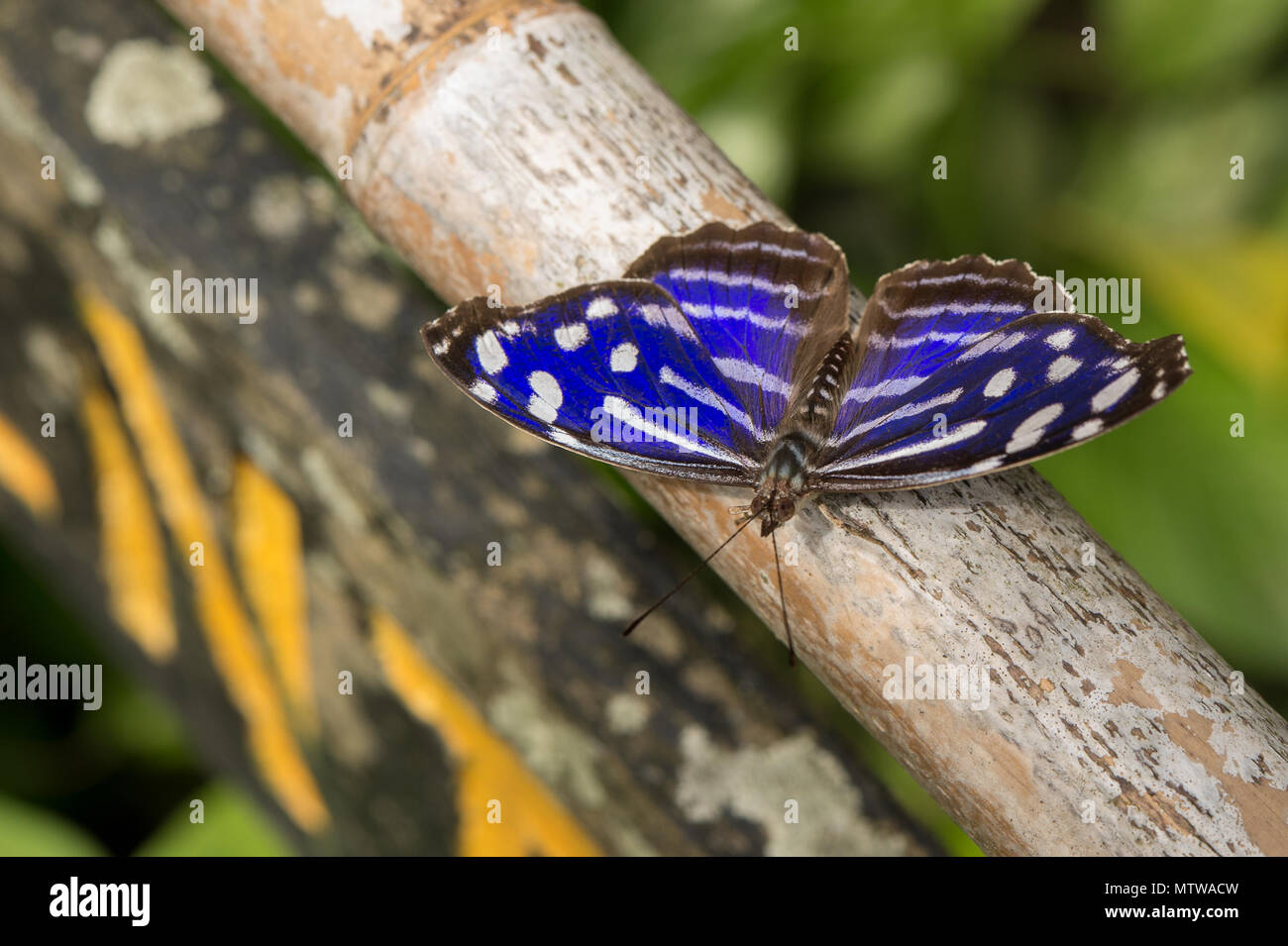 Tropical Blue Wave, Myscelia cyaniris, Nymphalidae, Costa Rica Stock ...