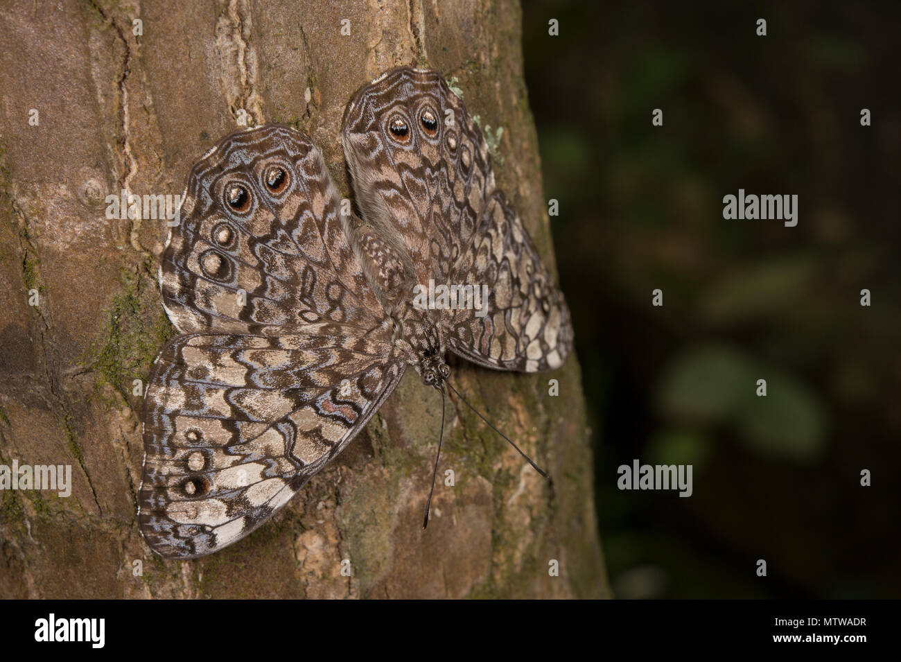 Gray Cracker, Hamadryas februa, Nymphalidae, Costa Rica Stock Photo - Alamy