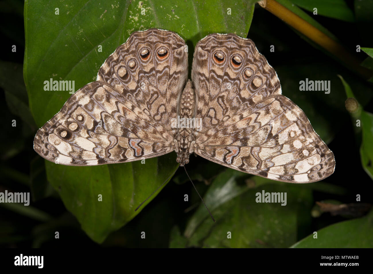 Gray Cracker, Hamadryas februa, Nymphalidae, Costa Rica Stock Photo - Alamy