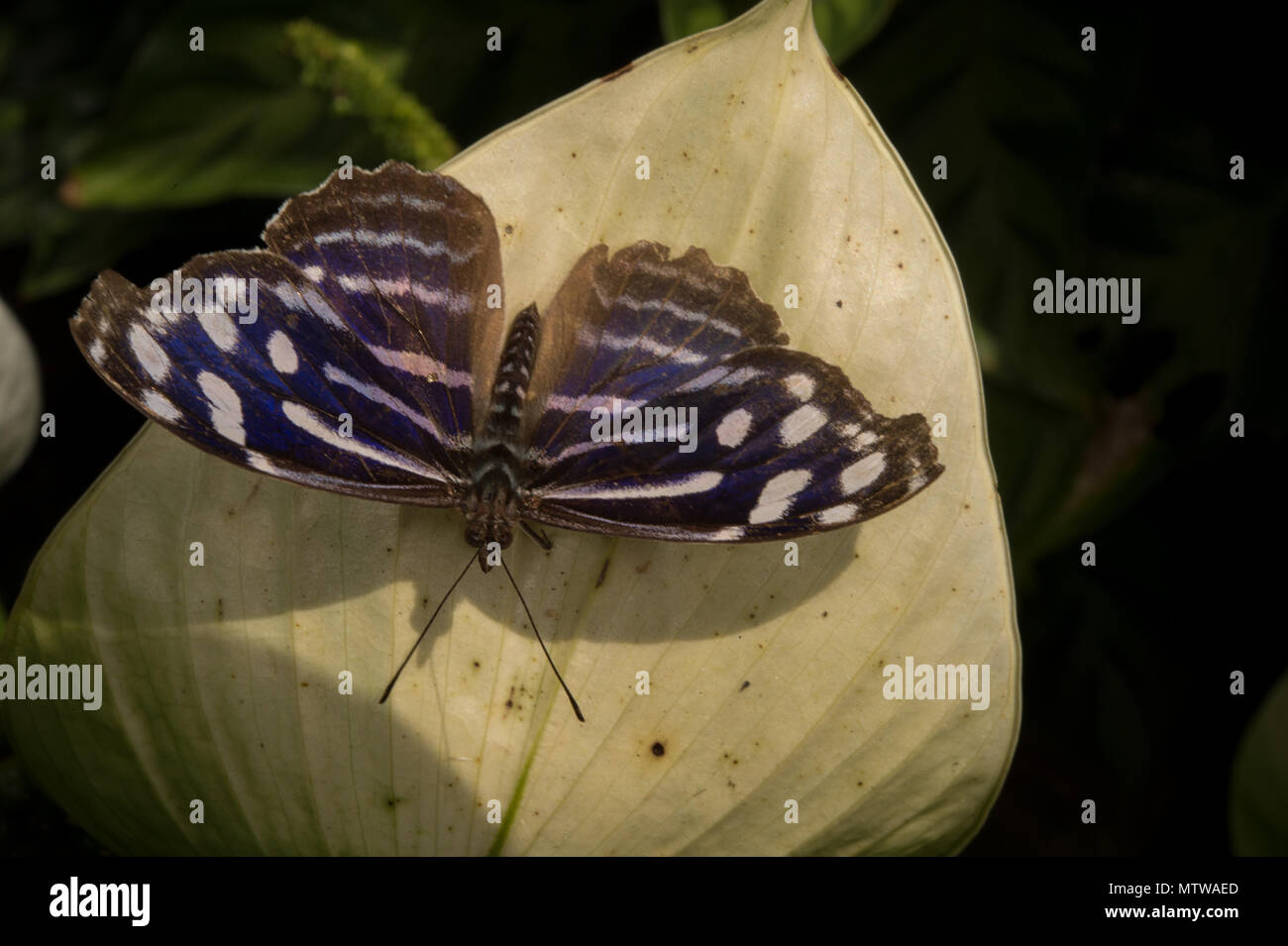 Tropical Blue Wave, Myscelia cyaniris, Nymphalidae, Costa Rica Stock ...