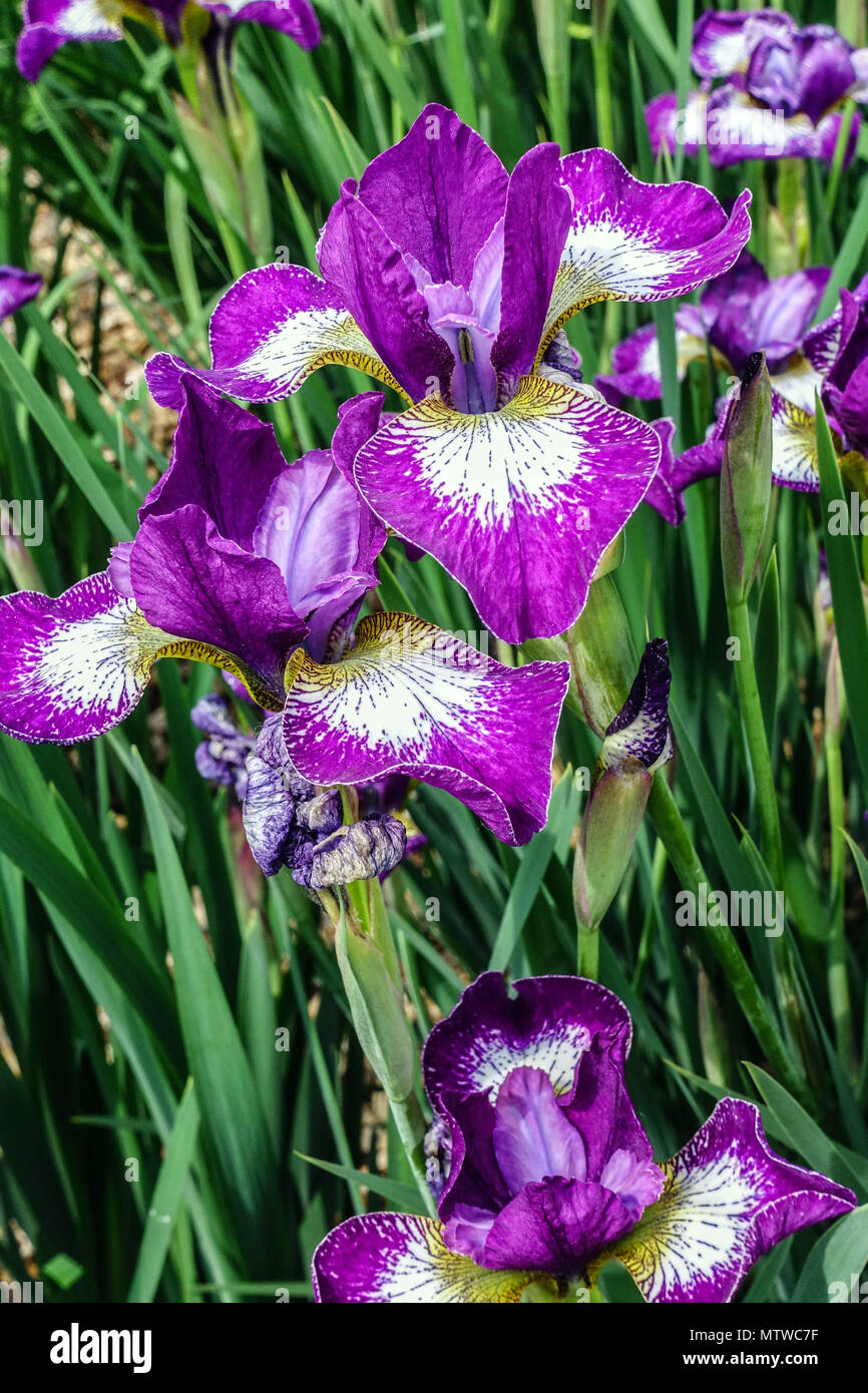 Purple Siberian Iris flower, Iris sibirica " Currier " flower portrait ...
