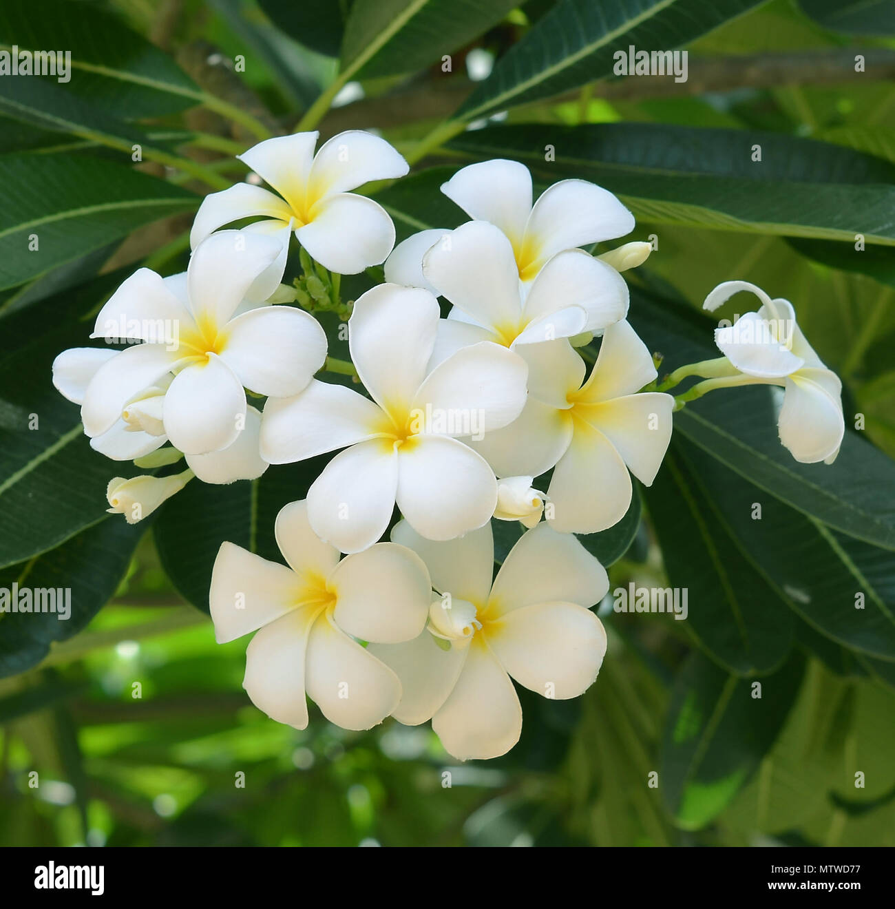 White frangipani flowers hi-res stock photography and images - Alamy