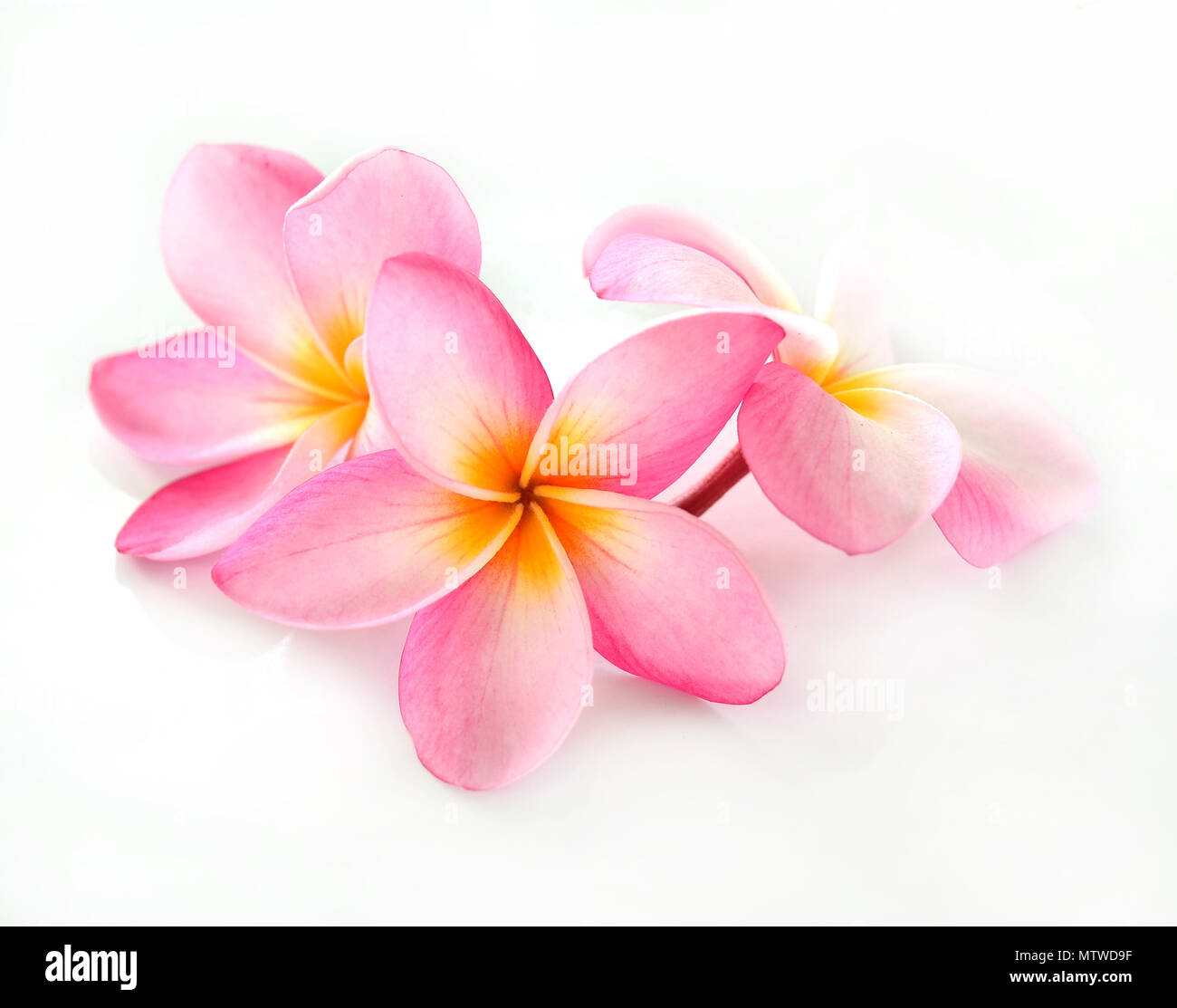 Frangipani flower isolated on white Stock Photo - Alamy