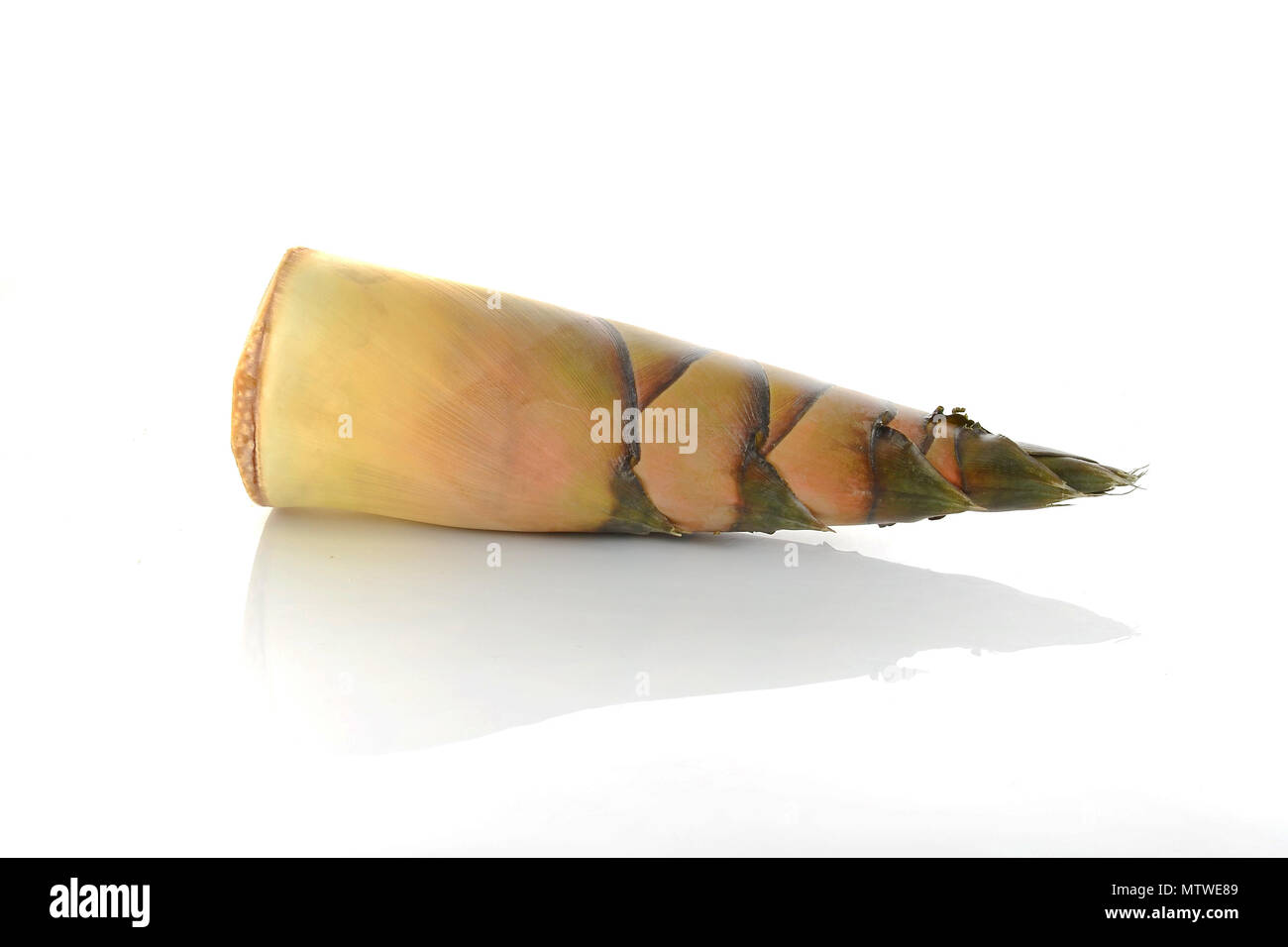 bamboo shoot isolated on white background Stock Photo - Alamy
