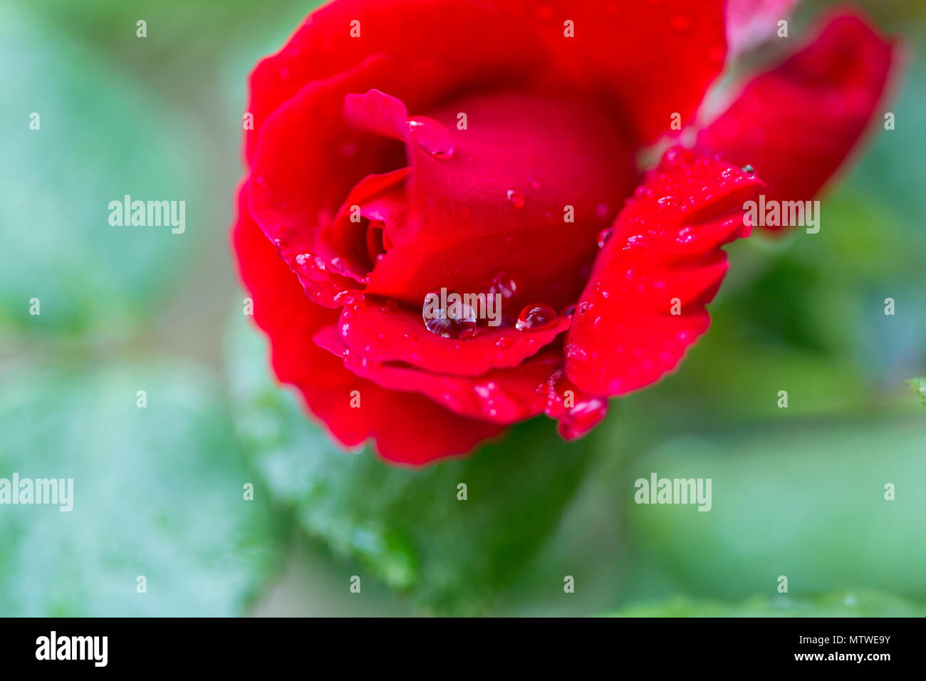 Pink Rose, beautiful nature background Stock Photo - Alamy