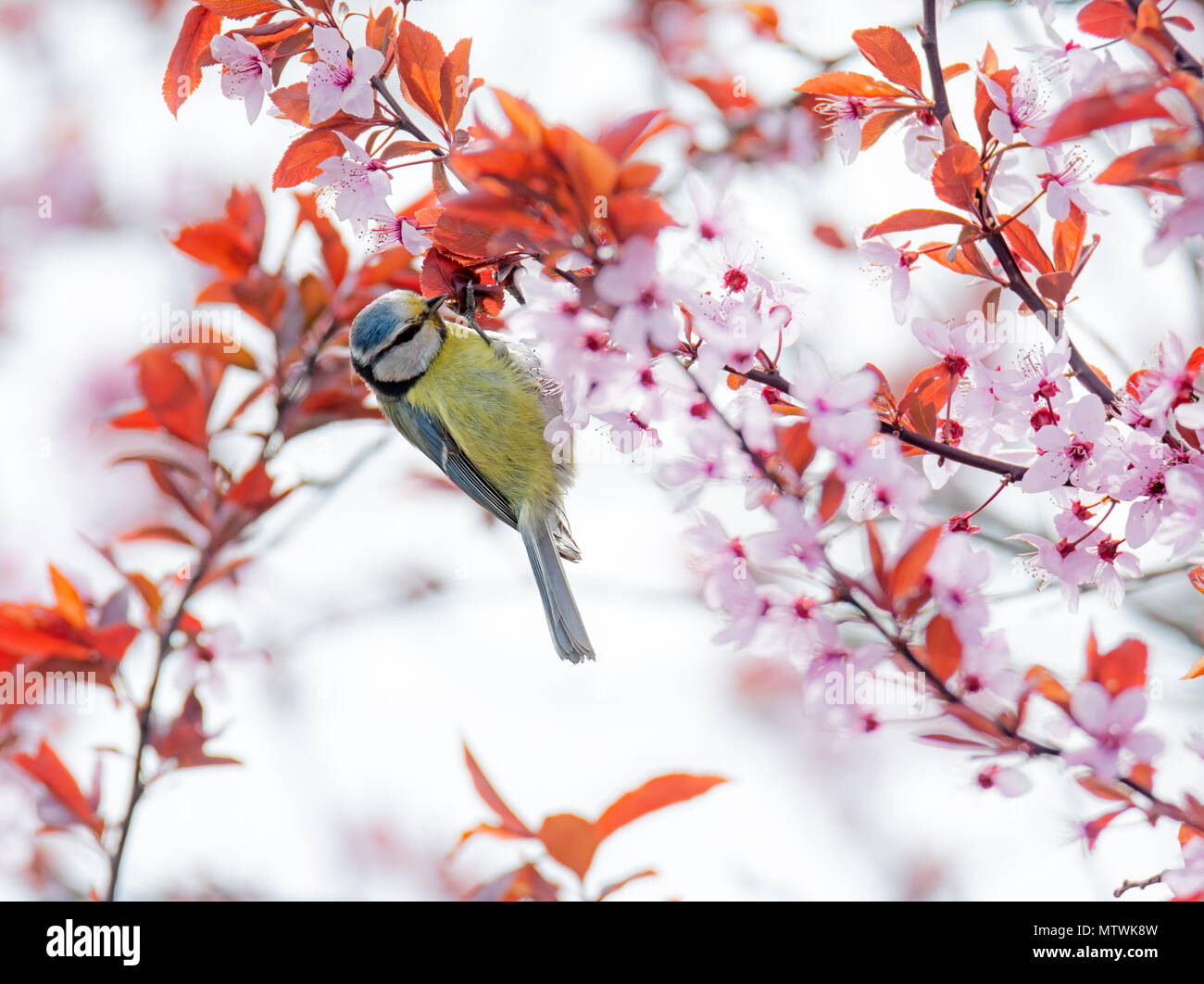 Blue tit bird sitting in a flowering plum tree Stock Photo - Alamy