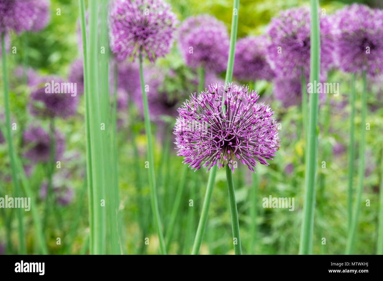 Allium jesdianum ‘Early emperor’. Ornamental onion flowers in spring ...