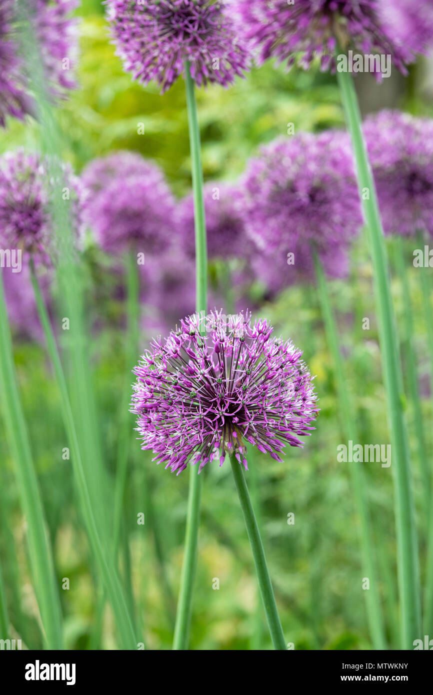 Allium jesdianum ‘Early emperor’. Ornamental onion flowers in spring ...