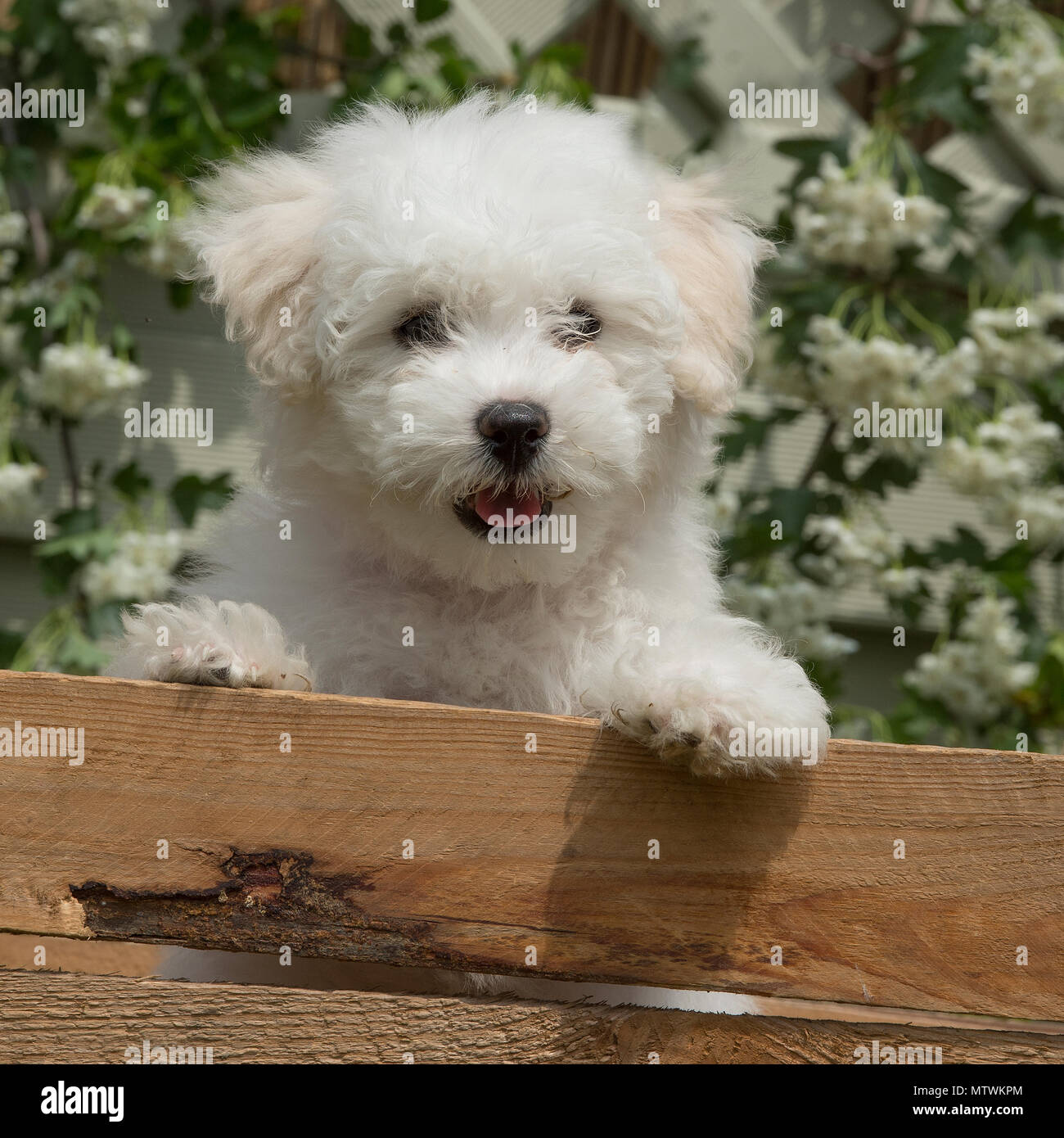 Frise floral hi-res stock photography and images - Alamy