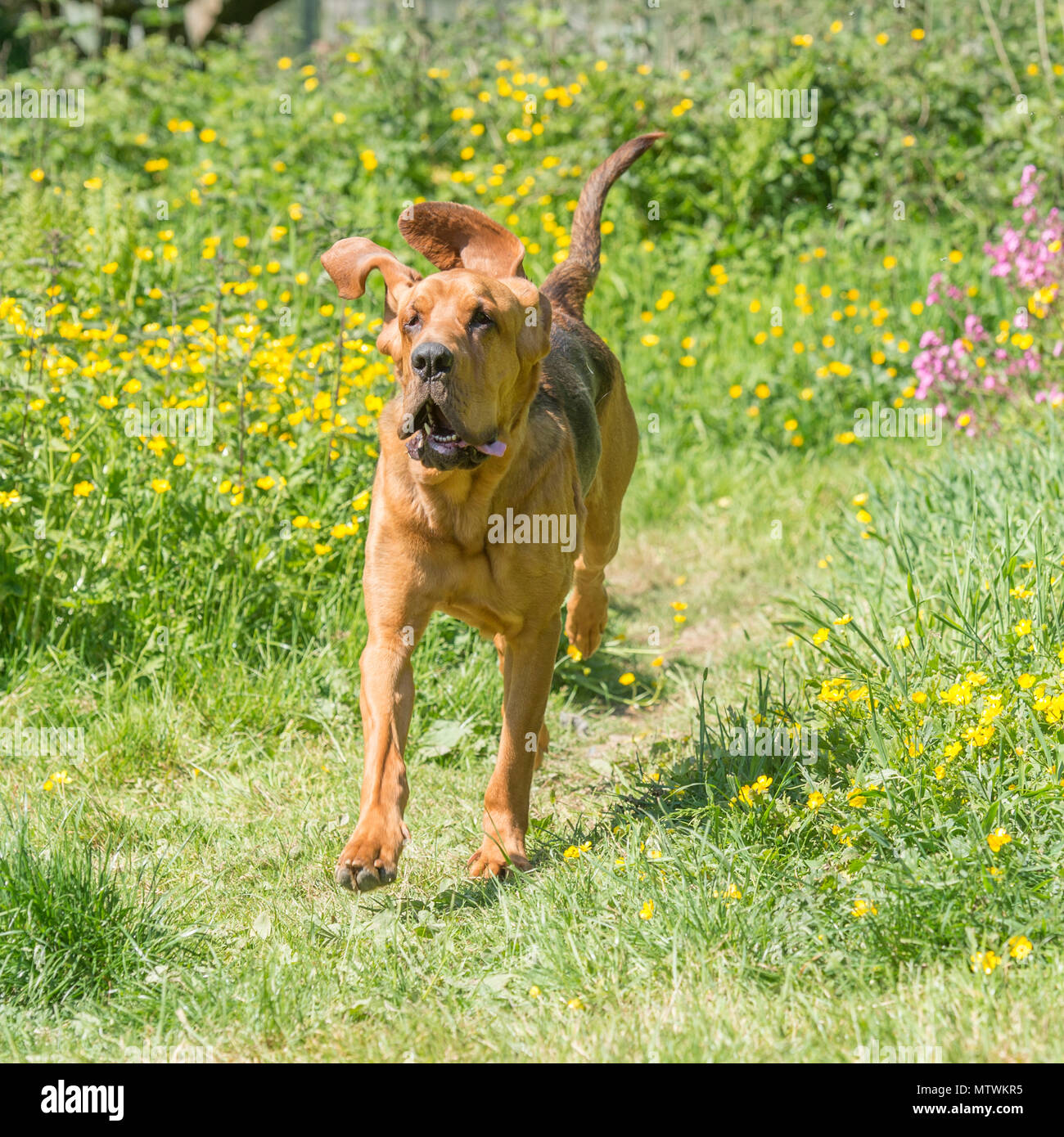 Bloodhound running hi-res stock photography and images - Alamy