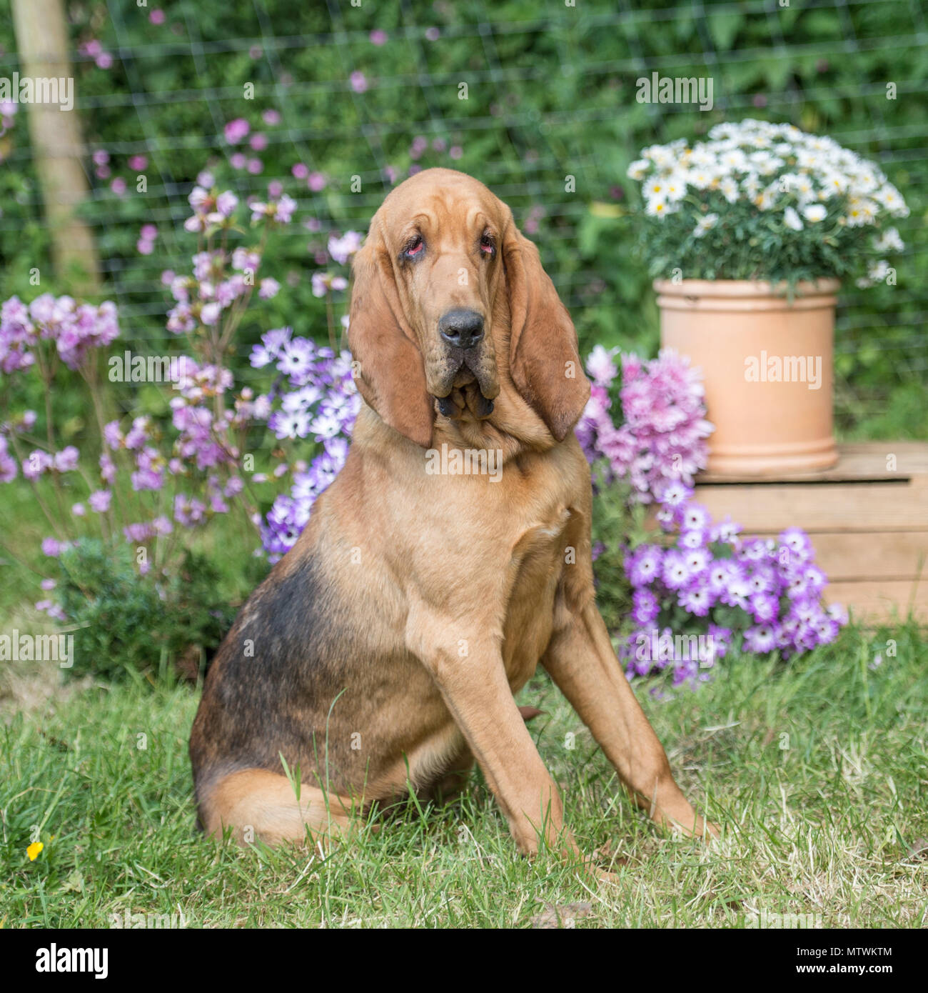 Chien st hubert hi-res stock photography and images - Alamy