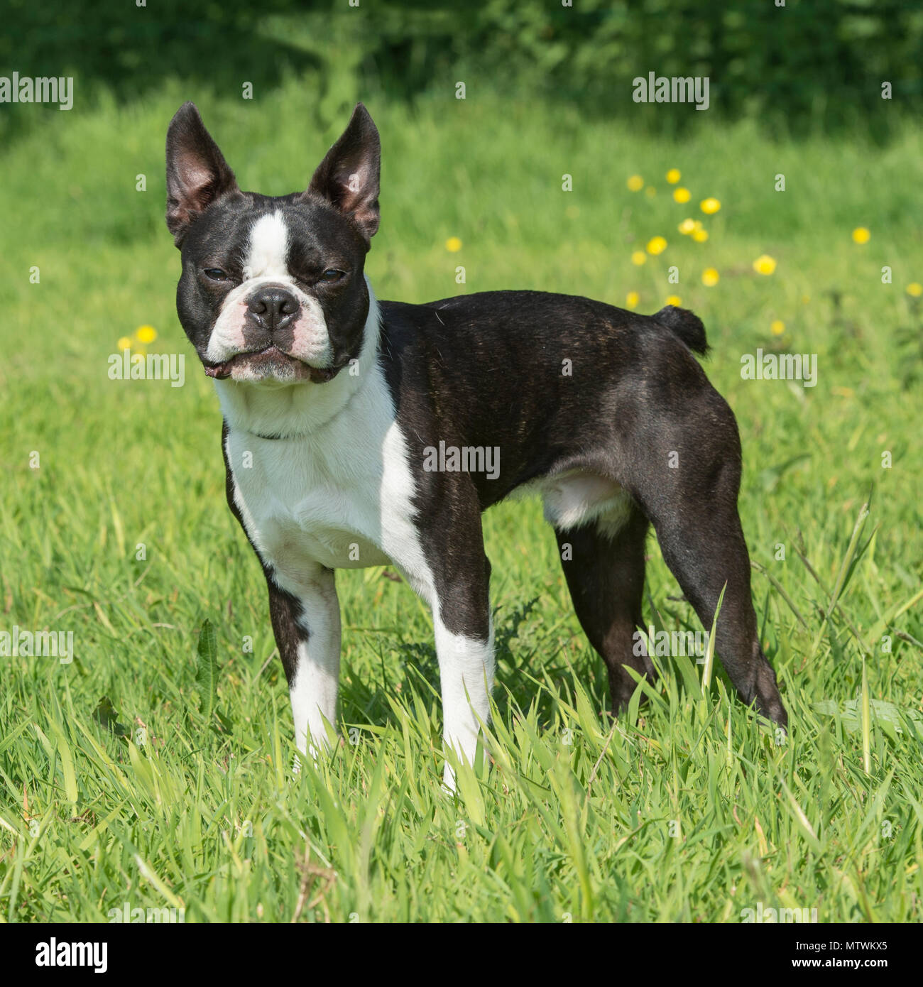 Boston bull hi-res stock photography and images - Alamy