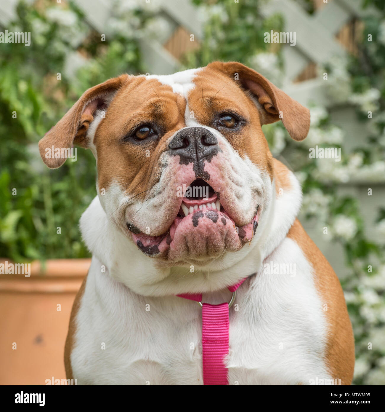 American Bulldog High Resolution Stock Photography and Images - Alamy