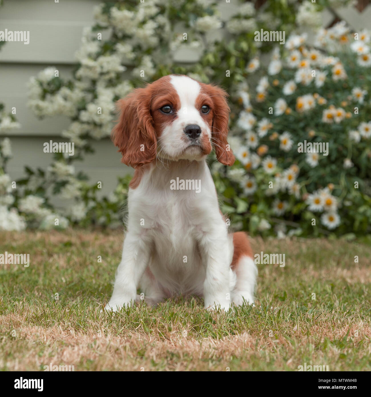 Cavalier king charles spaniel puppy hi-res stock photography and images ...
