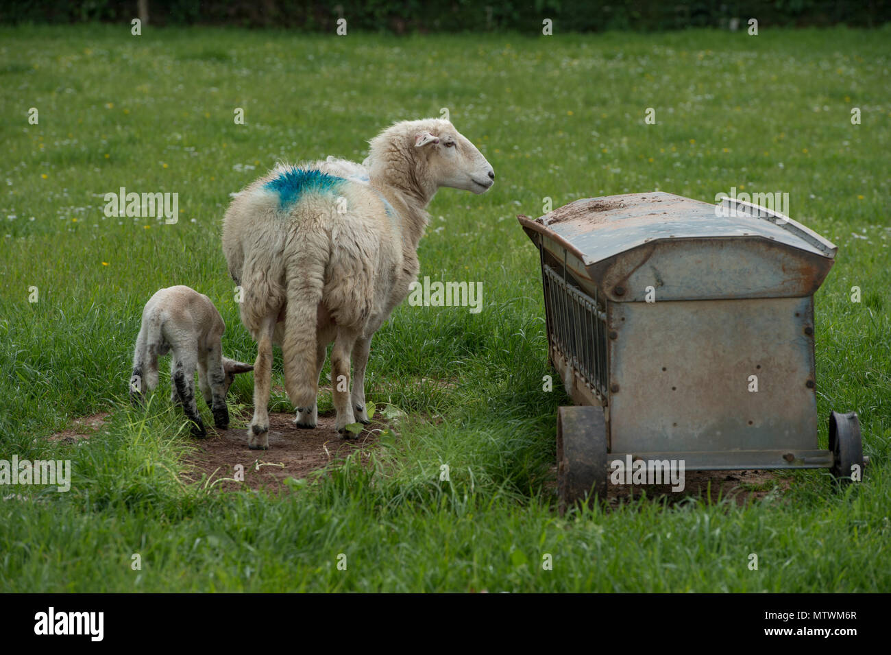 Sheep tail hi-res stock photography and images - Alamy