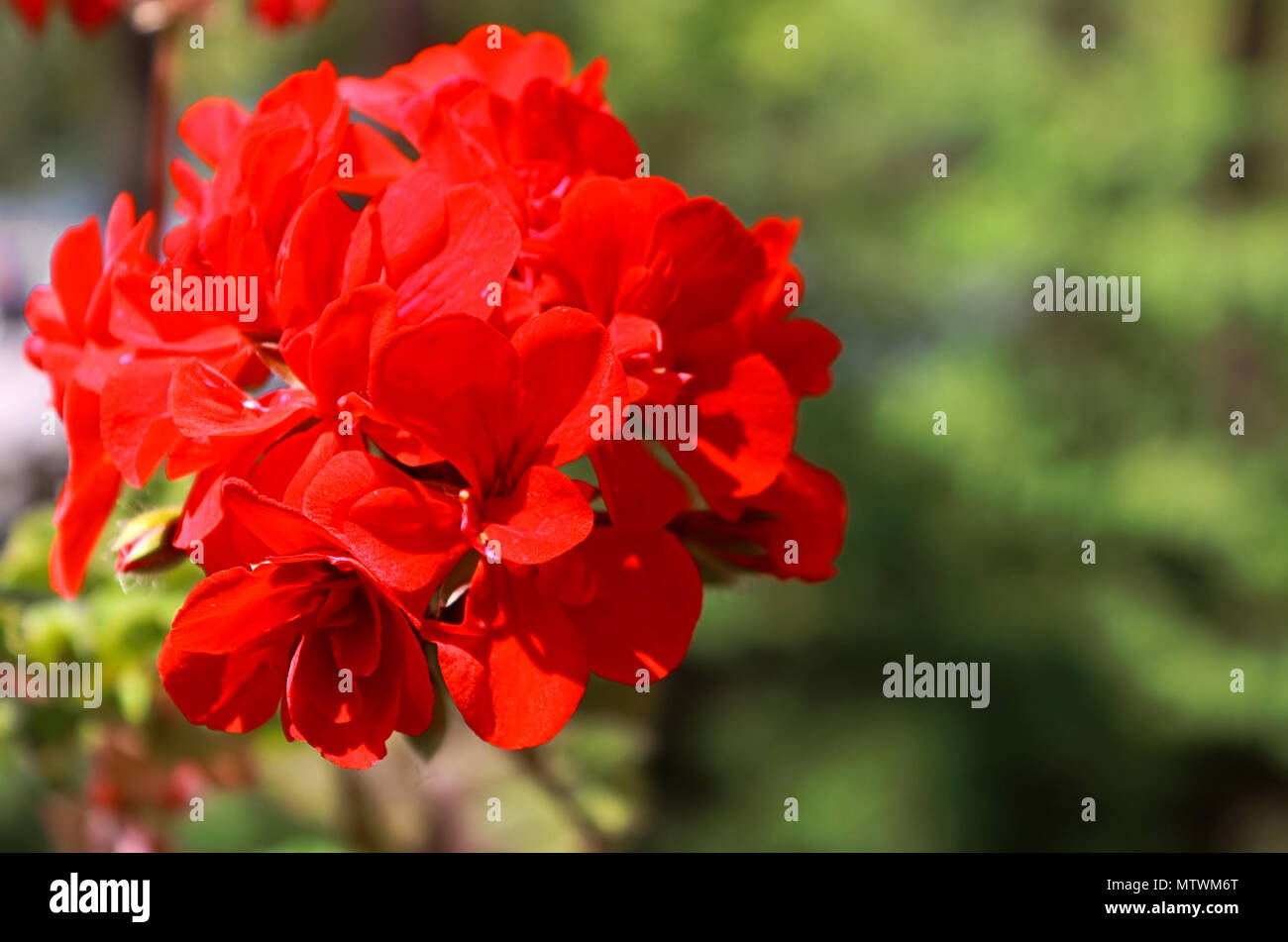 Red geranium close up in the garden with green background Stock Photo ...