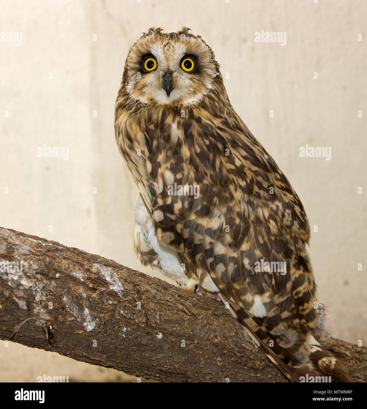 Eagle-owl watching in camera Stock Photo - Alamy